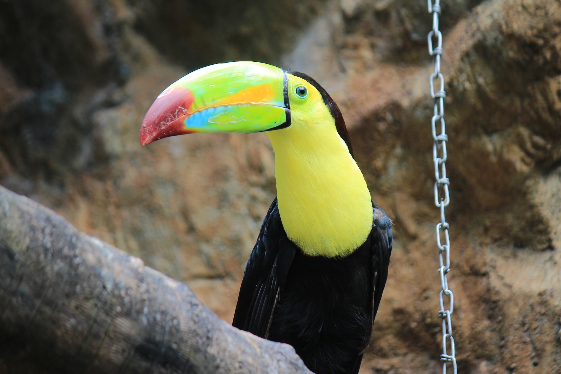 5 Stunning Birds you'll Find in Tropical Latin America - Hamaca ...
